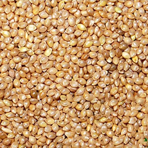 Millets of India – Pacific commodities